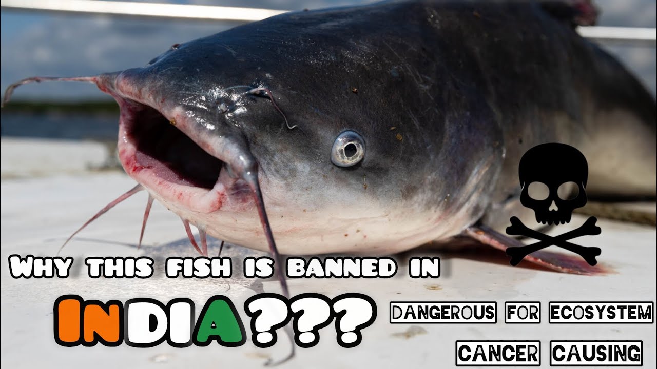 why magur (African catfish) banned in India? |documentary - YouTube