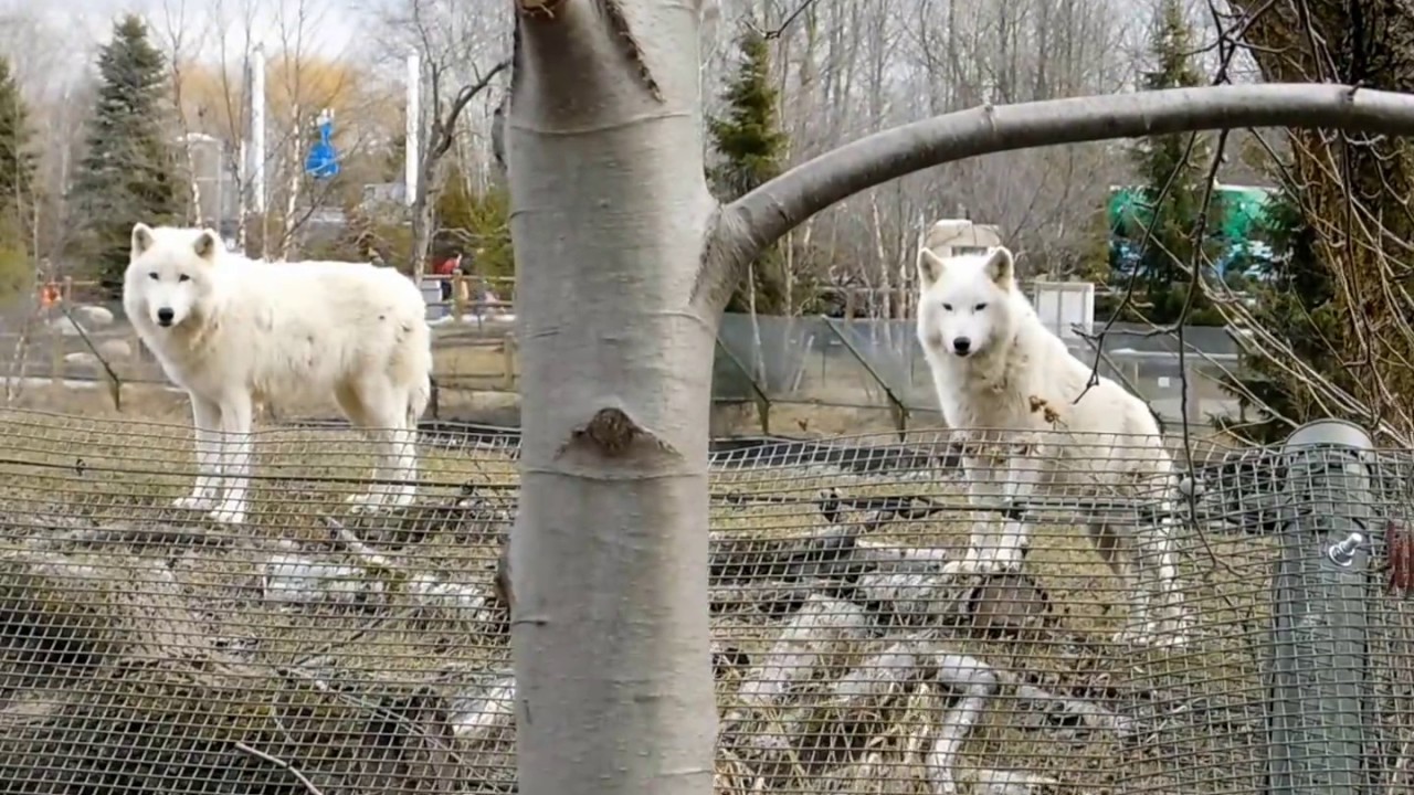 Arctic Wolves Toronto Zoo 25 Feb 17 - YouTube