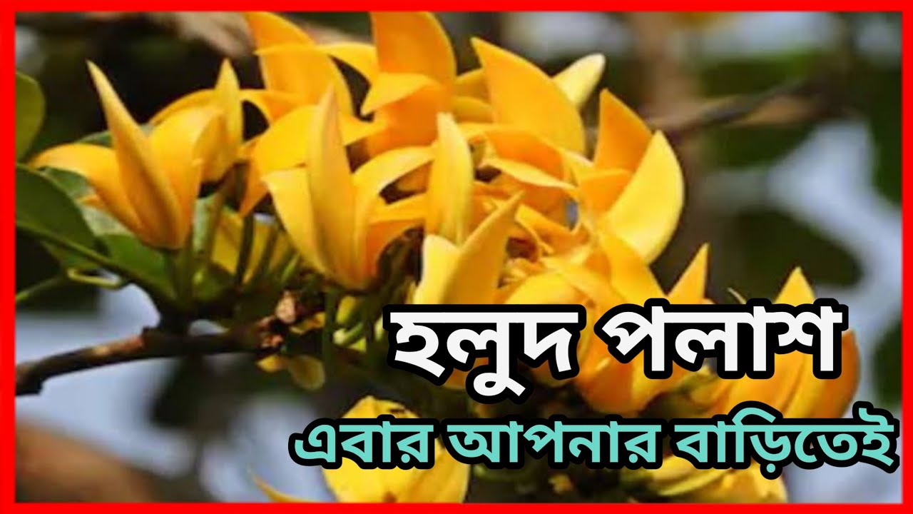 হলুদ পলাশের প্রতিস্থাপন ও পরিচর্যা ।। Yellow Palash Flower easy care ...