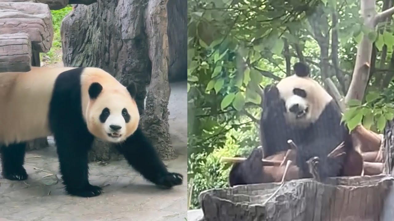 Panda Fu Bao's Cute Moments🐼😊 - YouTube