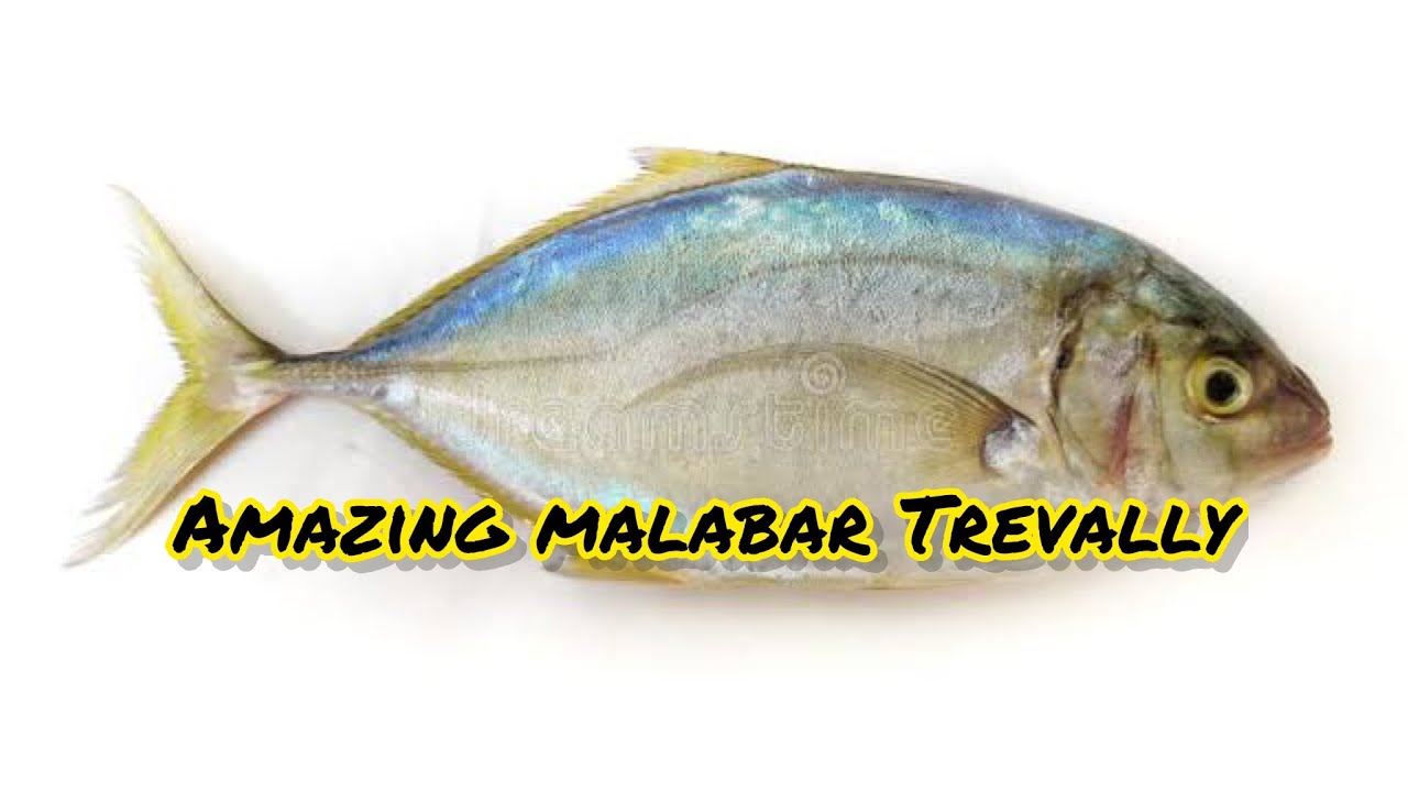 Trevally Fish skin Peeling and Cutting | Para | #fish #shorts #viral # ...