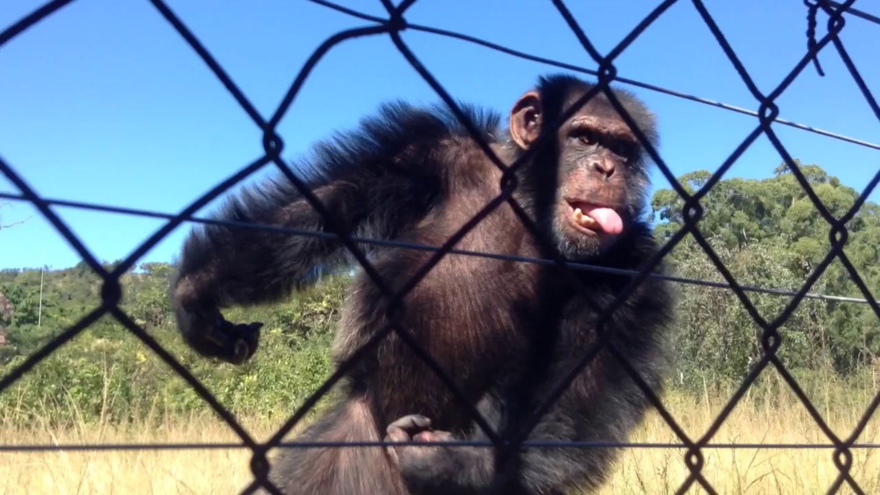 I'm A Chimp // Song 2018 - YouTube