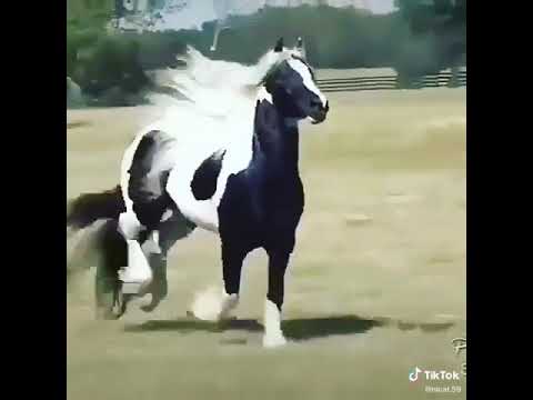 Yeli la mahnısı ilə atın oynamagi