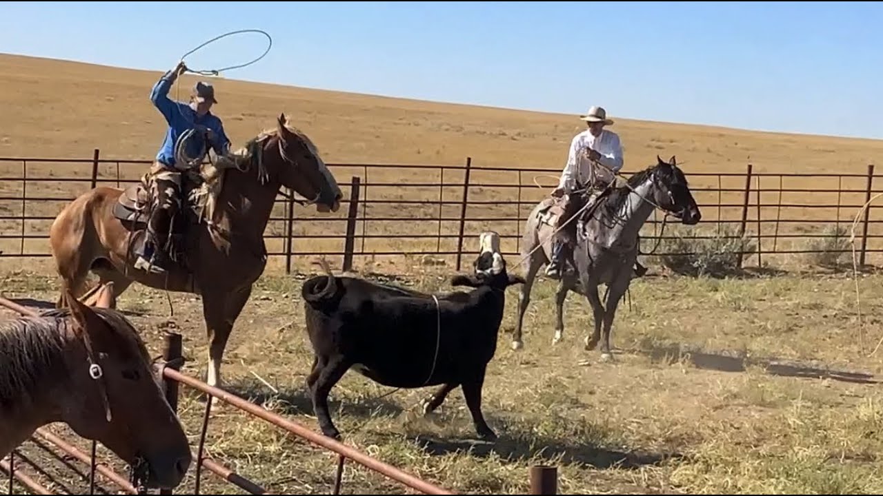 Ranch Roping With Hannah The Draft - Mott’s 2022 Roping - YouTube