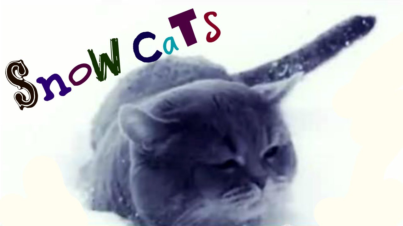 FUNNY CATS IN SNOW - Snow Cats Play - YouTube
