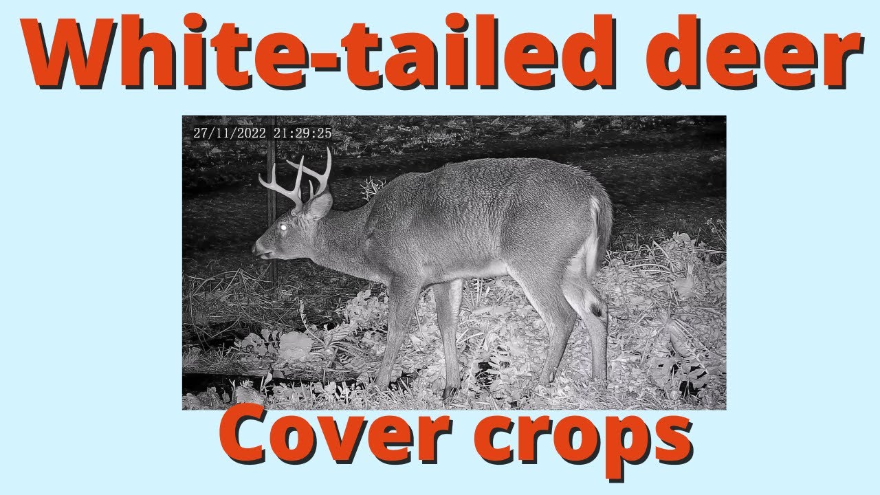 White tailed deer in the garden cover crops - YouTube