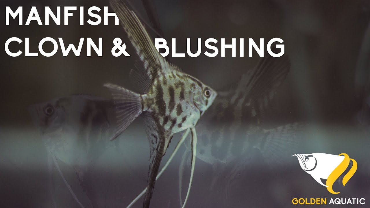 (Angel Fish) Manfish Clown & Blushing Fish - YouTube
