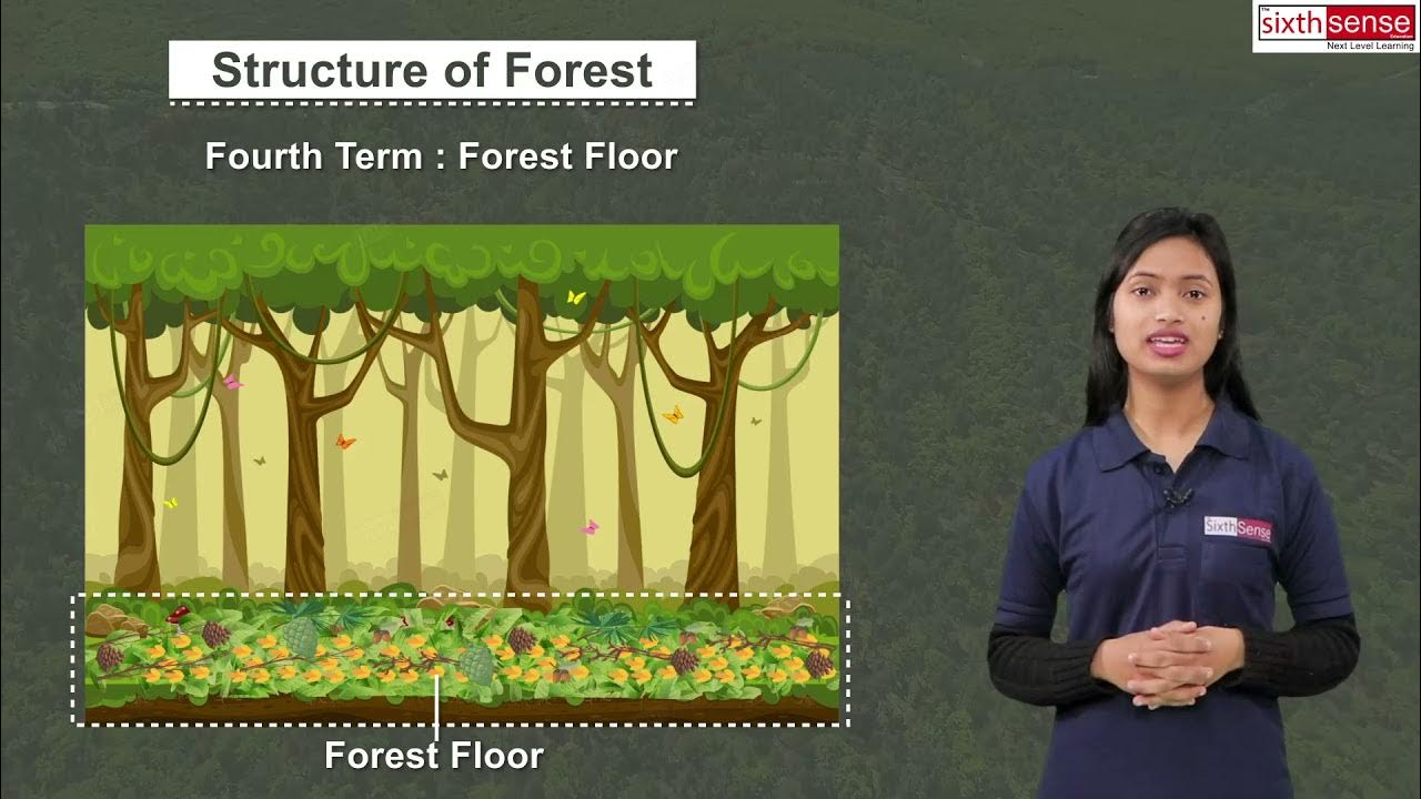 2 . Structure of Forest | Class 7 | Chapter 17 - YouTube