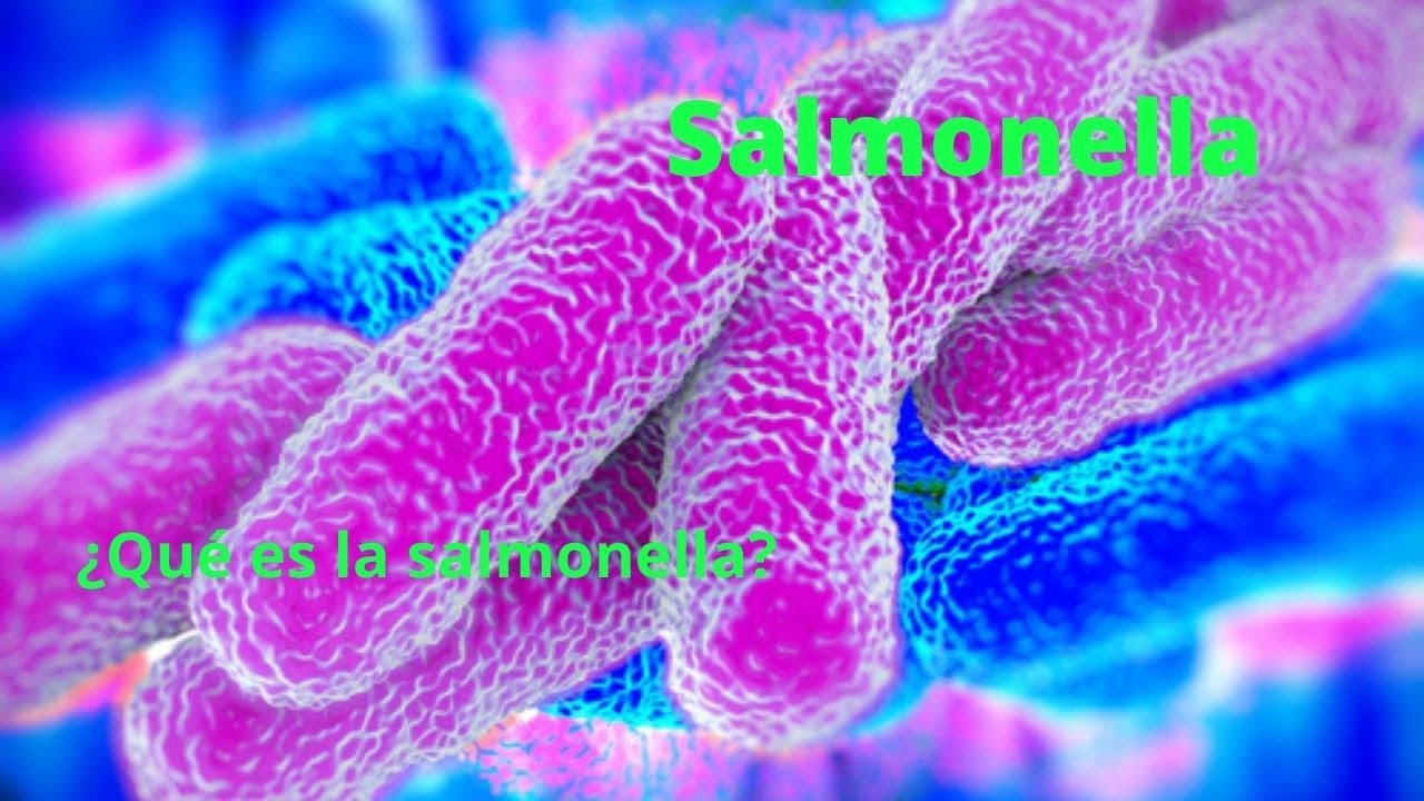 Salmonella microbiología ¿Qué es la salmonella? - YouTube