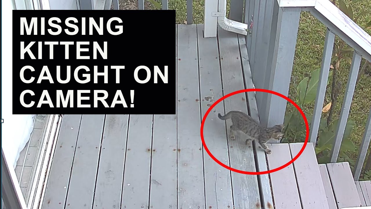 Missing kitten caught on camera! - YouTube
