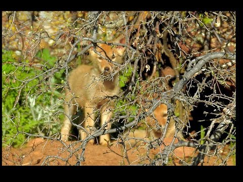 Dances With Coyotes - YouTube