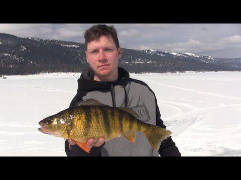 Jumbo Perch using the 29" JawJacker Spinning Rod, 4 over 2 lbs ...