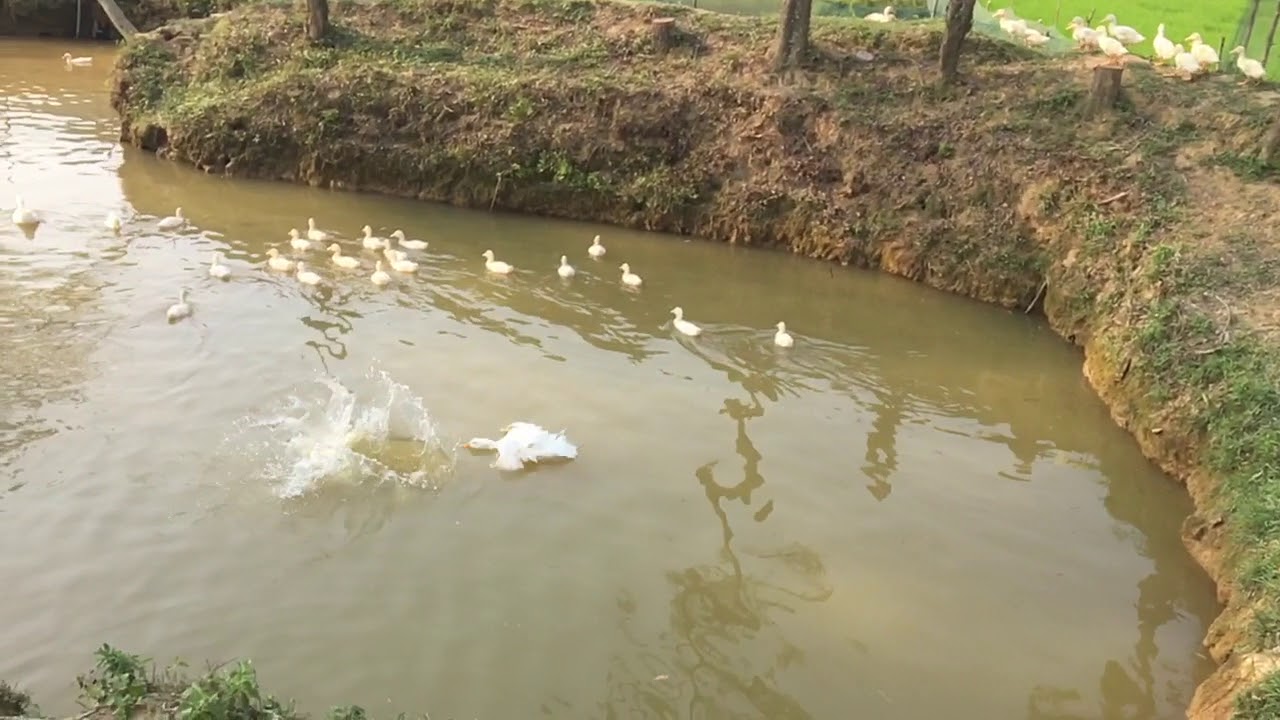 Throwing Ducks - YouTube