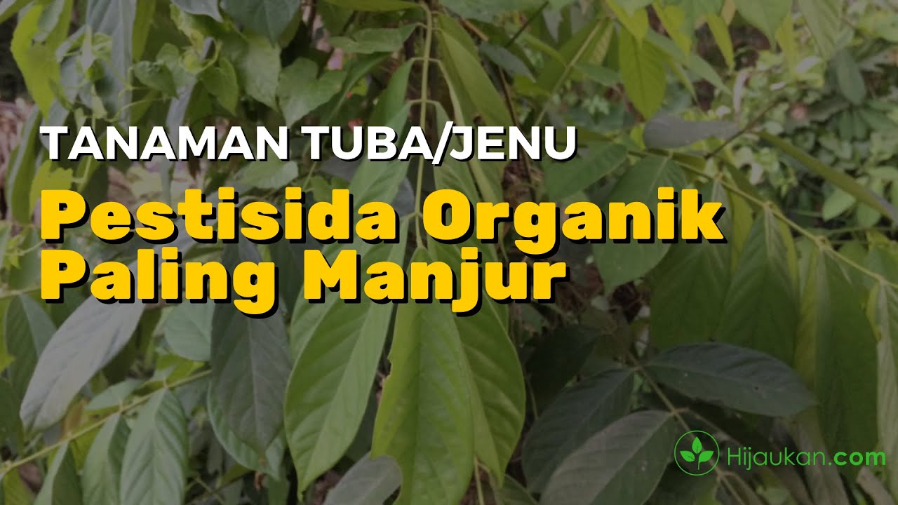 Tanaman Tuba/Jenu (Alat Mencari Ikan Hingga Menjadi Insektisida Organik ...