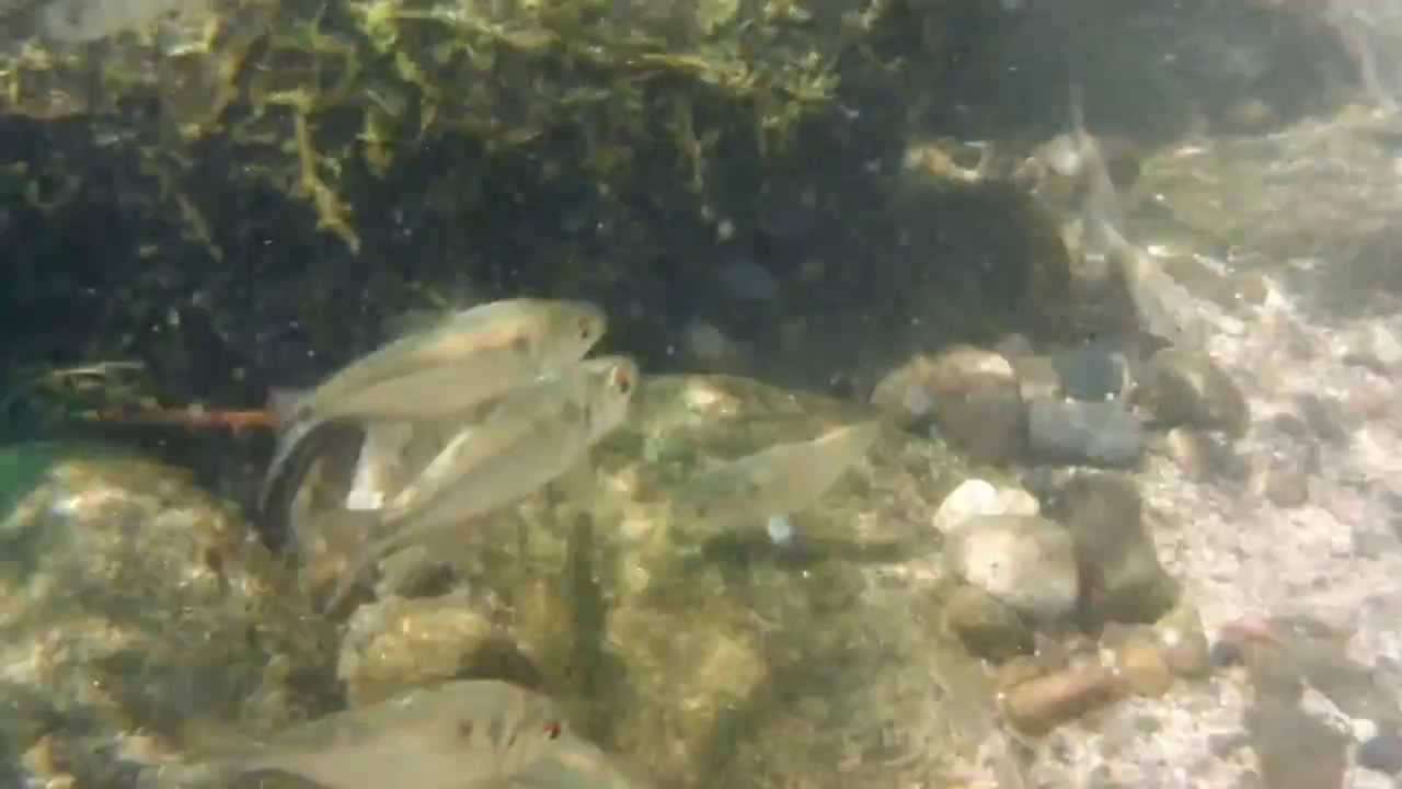 Sardinas de rio - YouTube