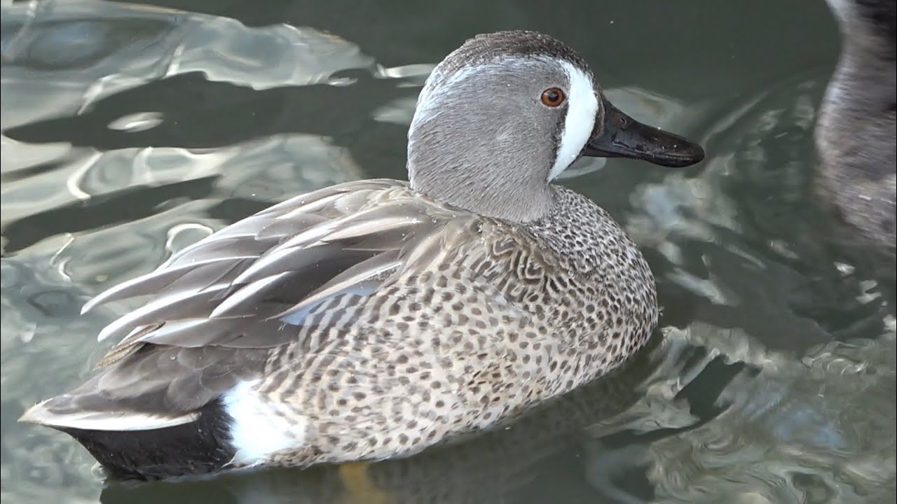 Blue-winged Teal (silver color) - YouTube