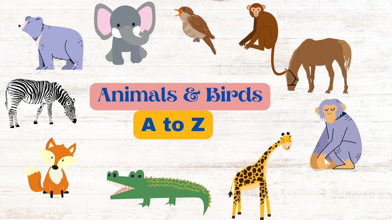 Names of animals & birds A to Z - YouTube