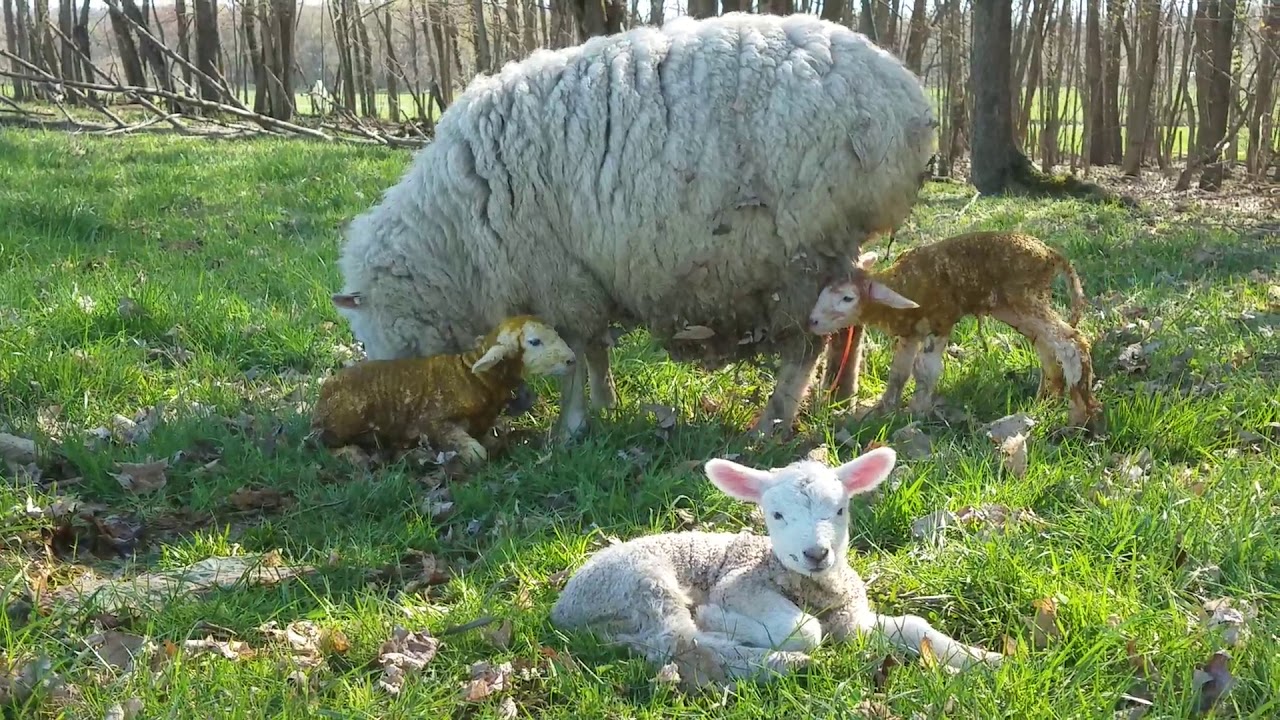 Lamppost Farm, fresh lambs - YouTube