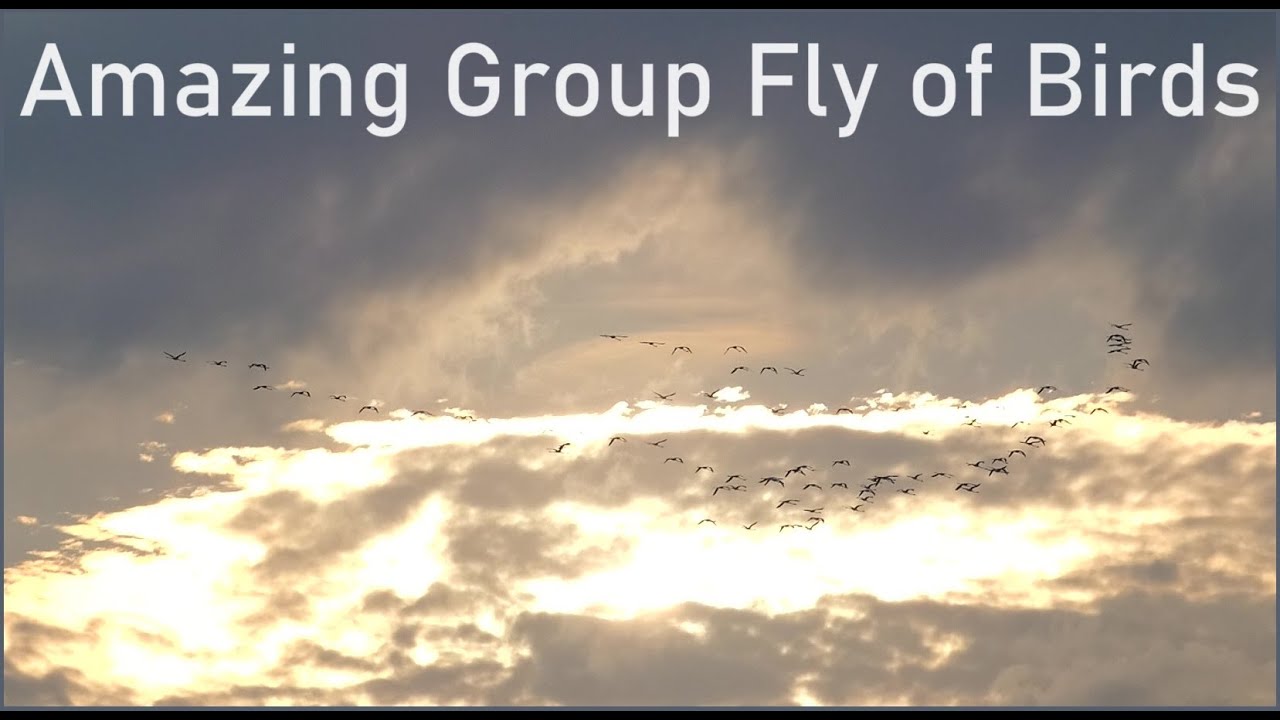 Amazing Group Fly of Birds - 3 - YouTube