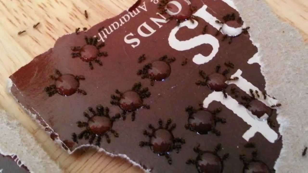Argentina Sweet Ants Eating Terro Ant Poison on Cereal Box Cardboard ...