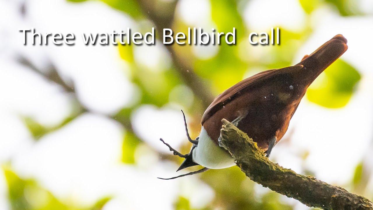 Three wattled Bellbird call. - YouTube