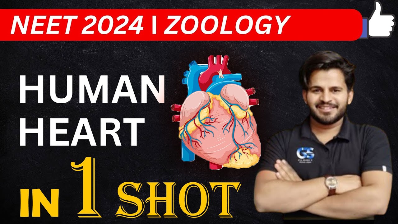HUMAN HEART in one shot | Structure of Heart | Body Fluids and ...