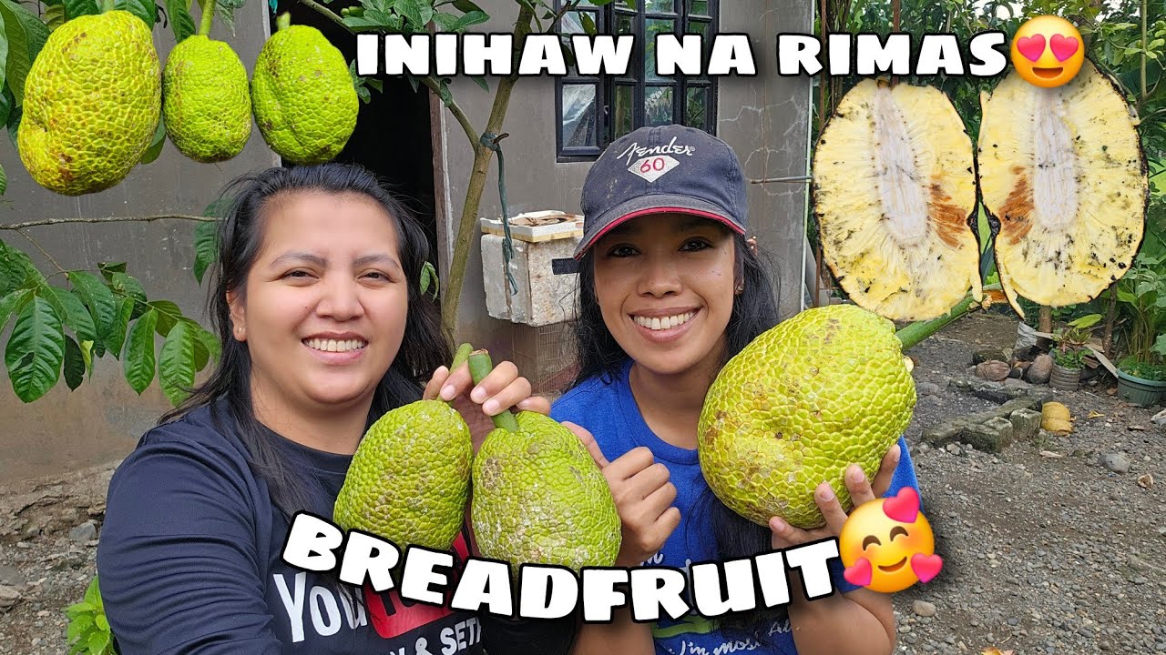 Nanguha kami ng Rimas or Breadfruit | Binangi/Inihaw na Rimas para sa ...