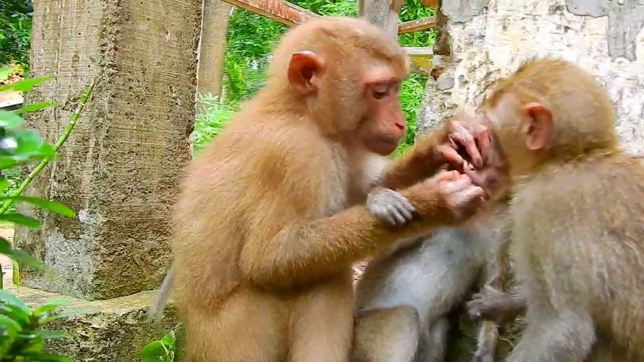 Baby Jodta, Brother and Sister Looking After Tinny Don Monkey It's ...