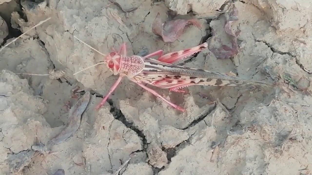 Close View of Locust In Pakistan - 2 - YouTube