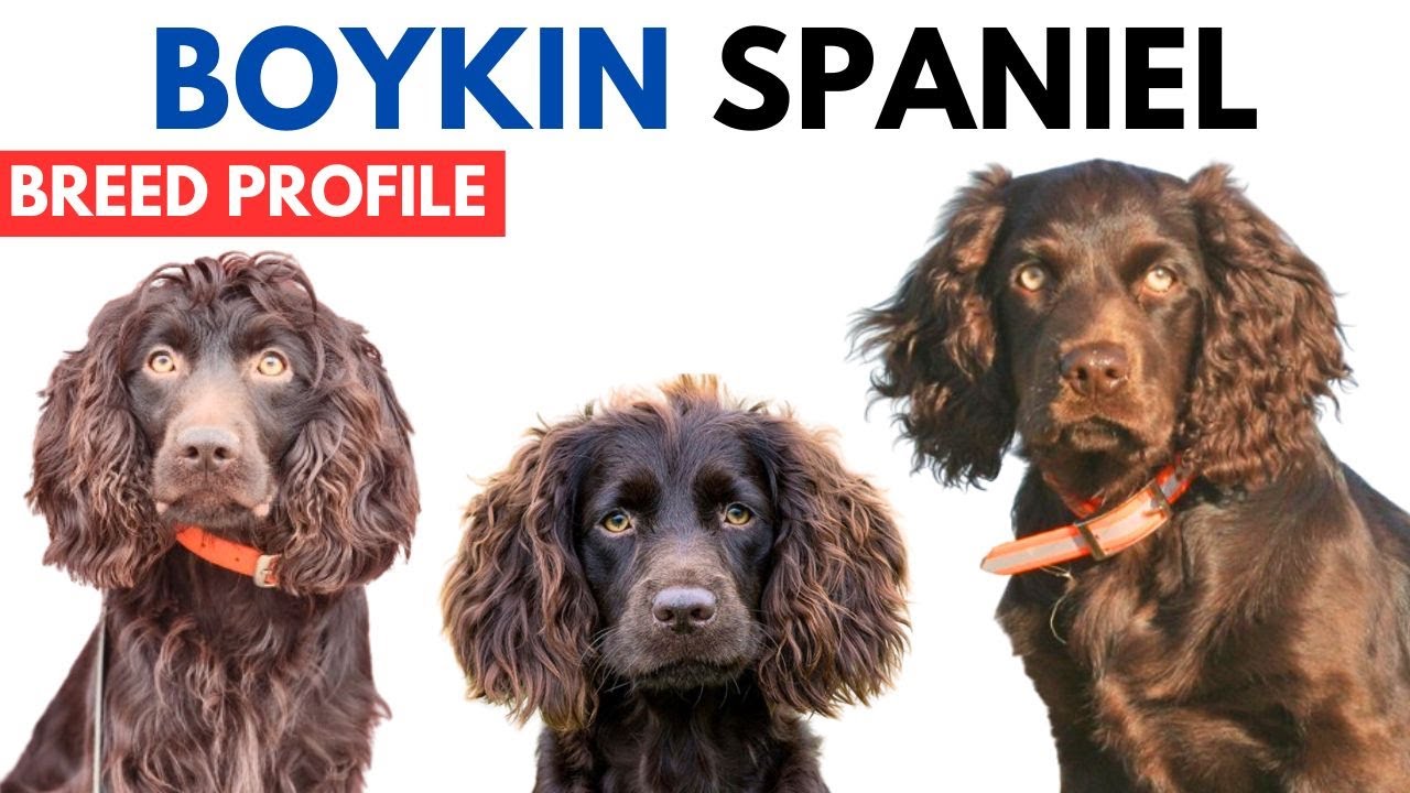 Boykin Spaniel Breed Profile History - Price - Traits - Boykin Spaniel ...