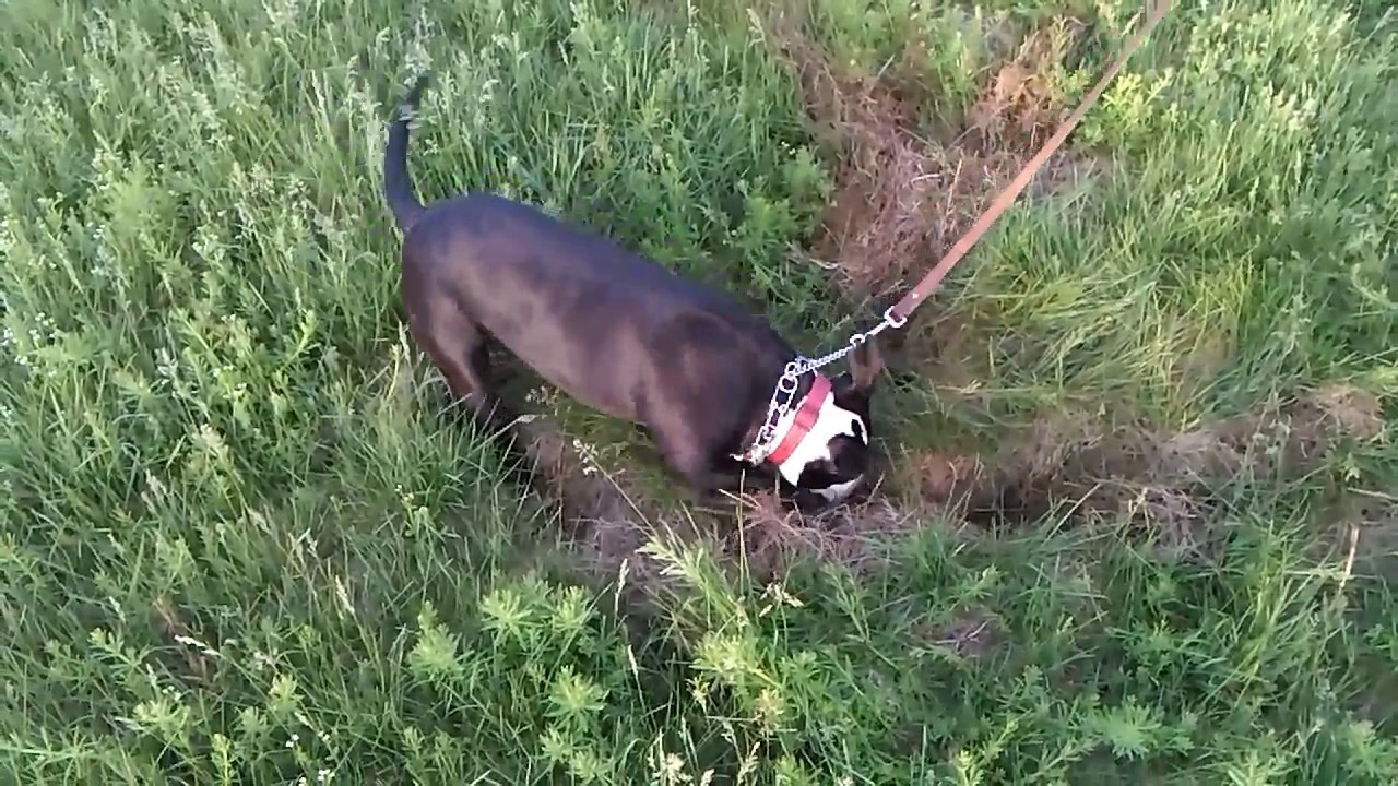 Mole hunter - YouTube