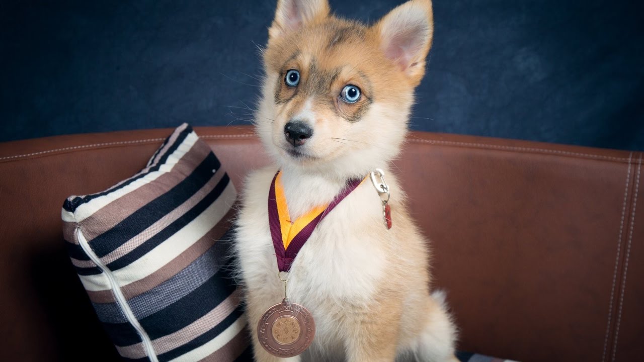 Akila - Pom x Husky Puppy - 2 Weeks Residential Dog Training - YouTube