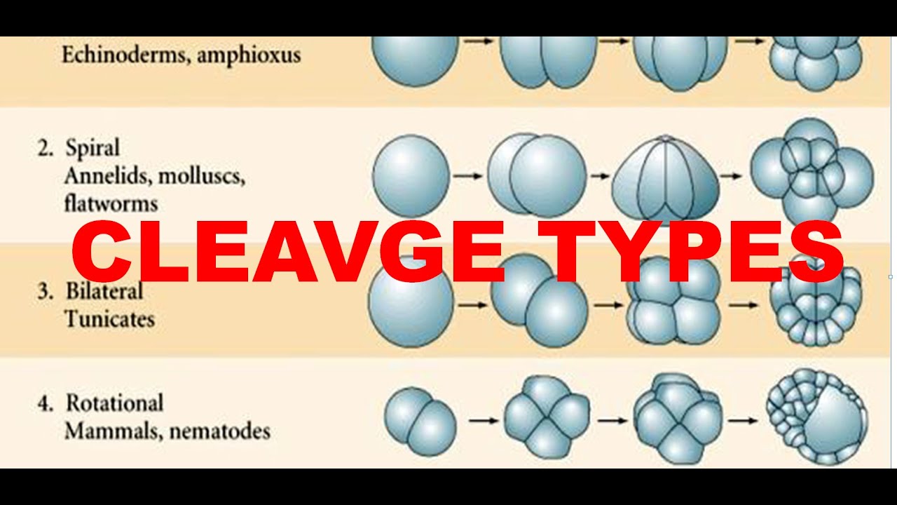 TYPES OF CLEAVAGES - YouTube