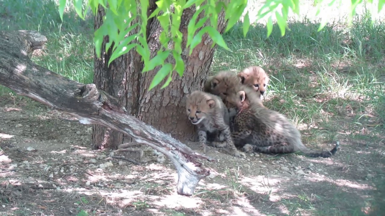 Cheetah foster cub finds new family 700 miles away - YouTube