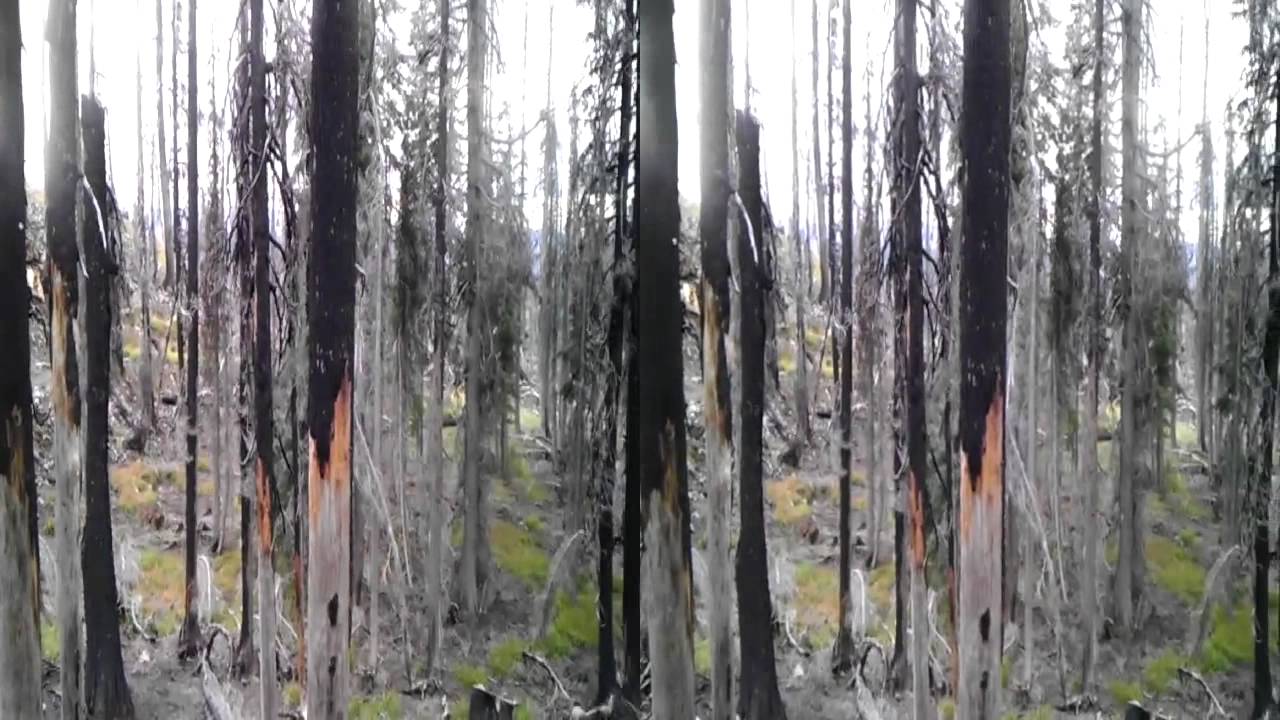Burned Down forest at Crater Lake - YouTube