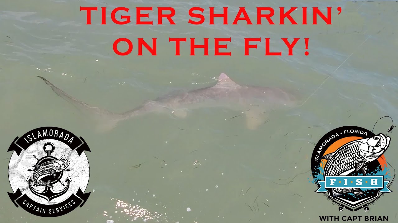 Tiger Sharkin' on the Fly! Tiger Shark Fishing with Capt Brian ...