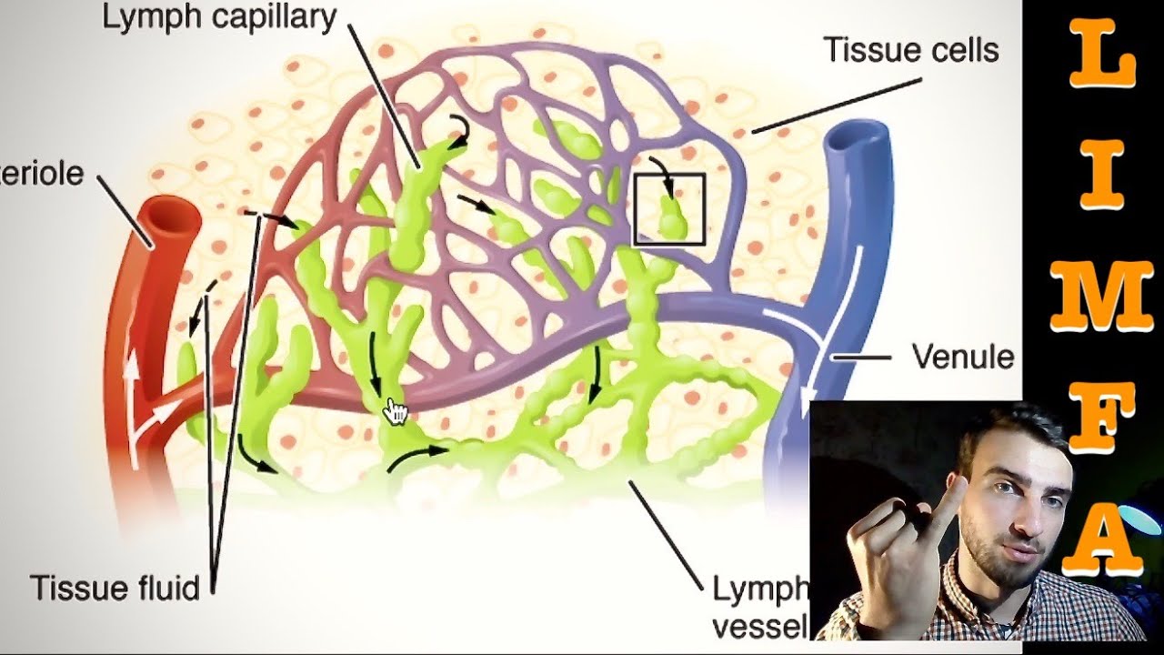 SISTEMUL LIMFATIC ușor de înțeles - YouTube