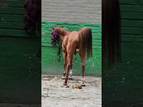 🕵️Cuantos detalles ves en este video.🔍Hay más de 5...