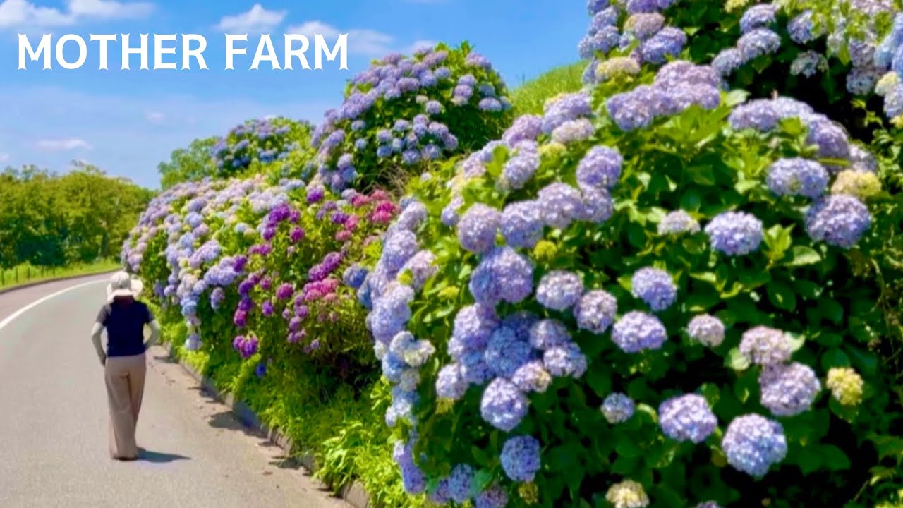 Hydrangeas blooms in a field-farm to a long long along the road just ️ ...
