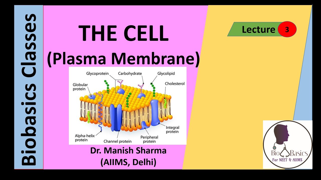 The Cell: Plasma Membrane Chapter 8 NCERT - YouTube