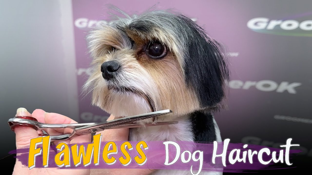 Biewer Terrier Grooming | Step-by-Step Guide for a Perfect Haircut ...