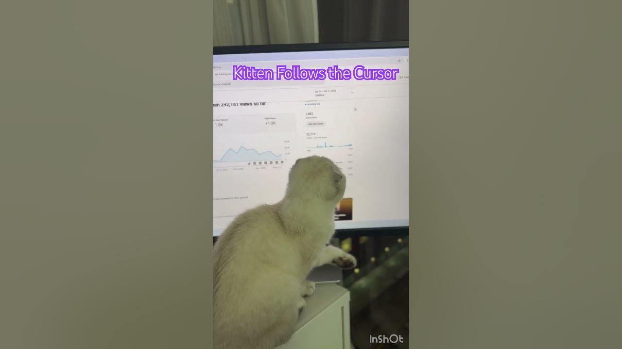 Kitten Follows Cursor #cat #cute #catlover #cutecat #scottishfold # ...