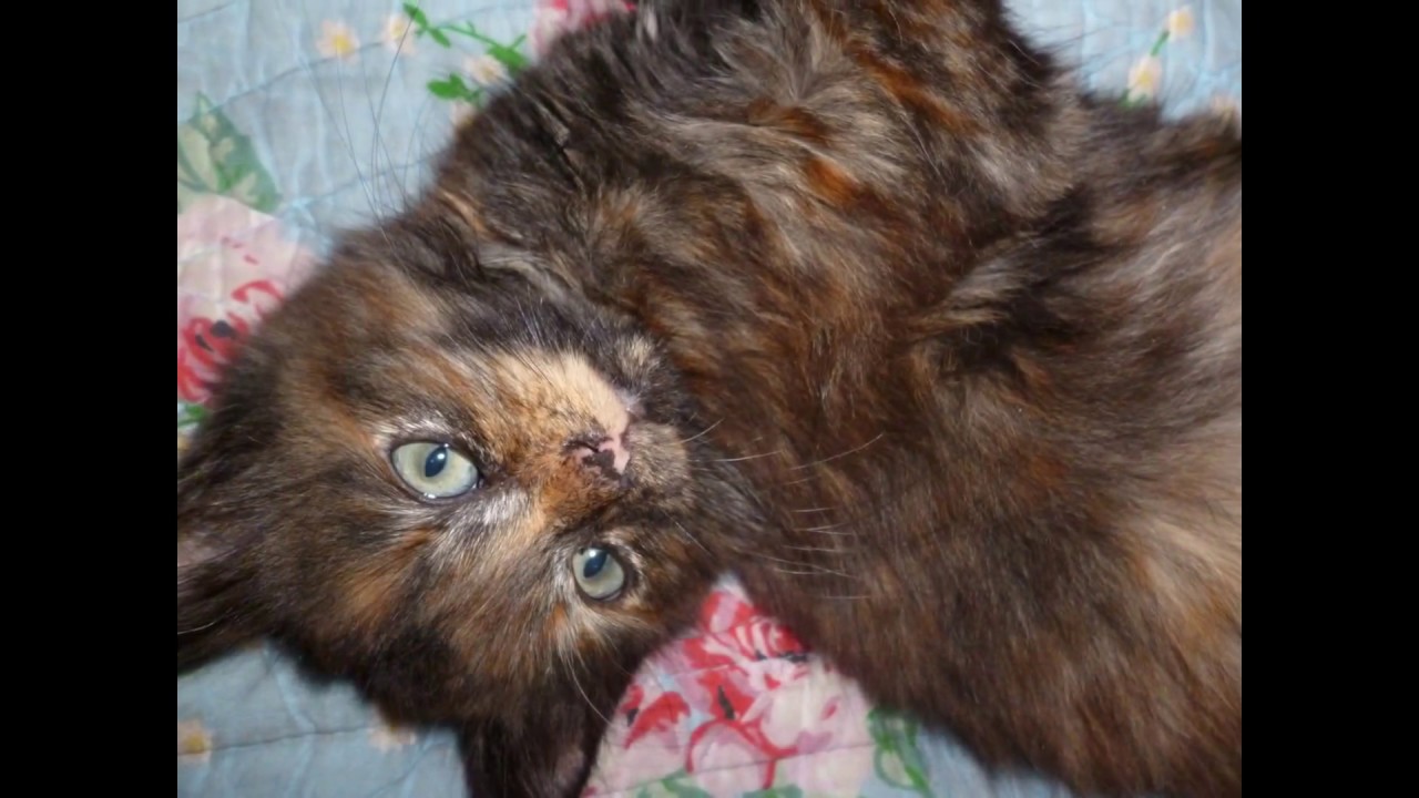 Prudence the cat - YouTube