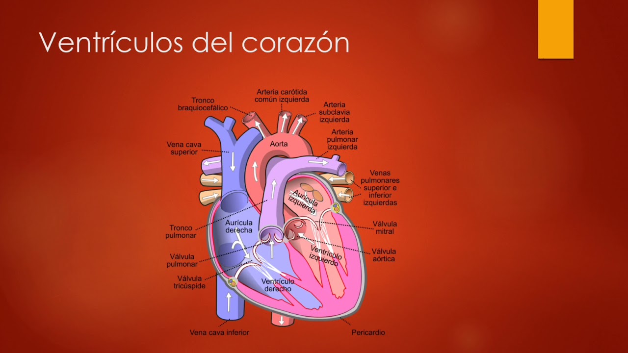 VENTRÍCULOS DEL CORAZÓN - YouTube