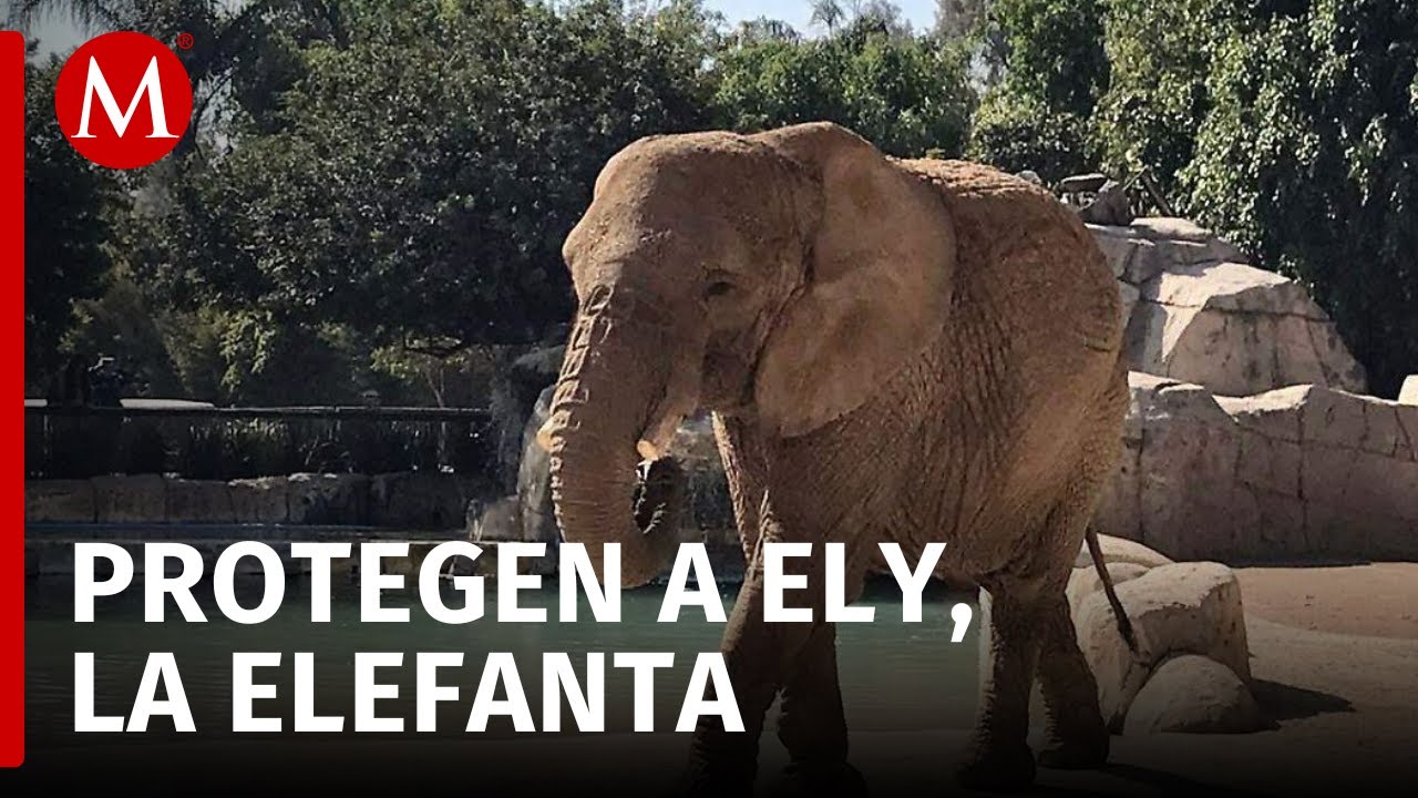 Corte ampara a elefanta Ely; ordena al gobierno garantizar su bienestar ...
