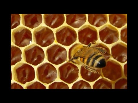 Tek bir arı insanın Allah’a iman etmesi için yeterlidir - Adnan Oktar