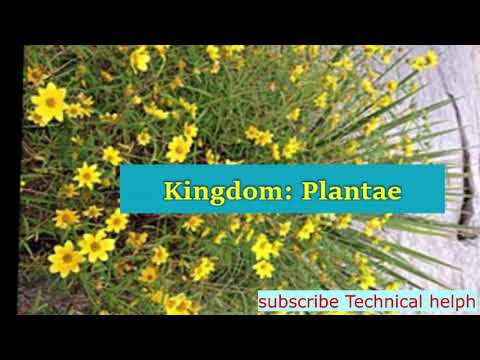 What Is The Hierarchical Classification Of Sunflowers