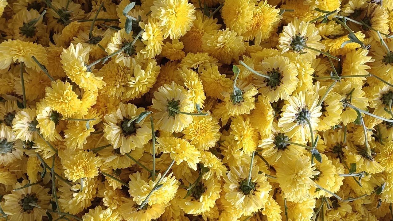 Today's flowers rates at vkota flower market 27 October 24 🏵️🌼🌷🌹🌸 - YouTube