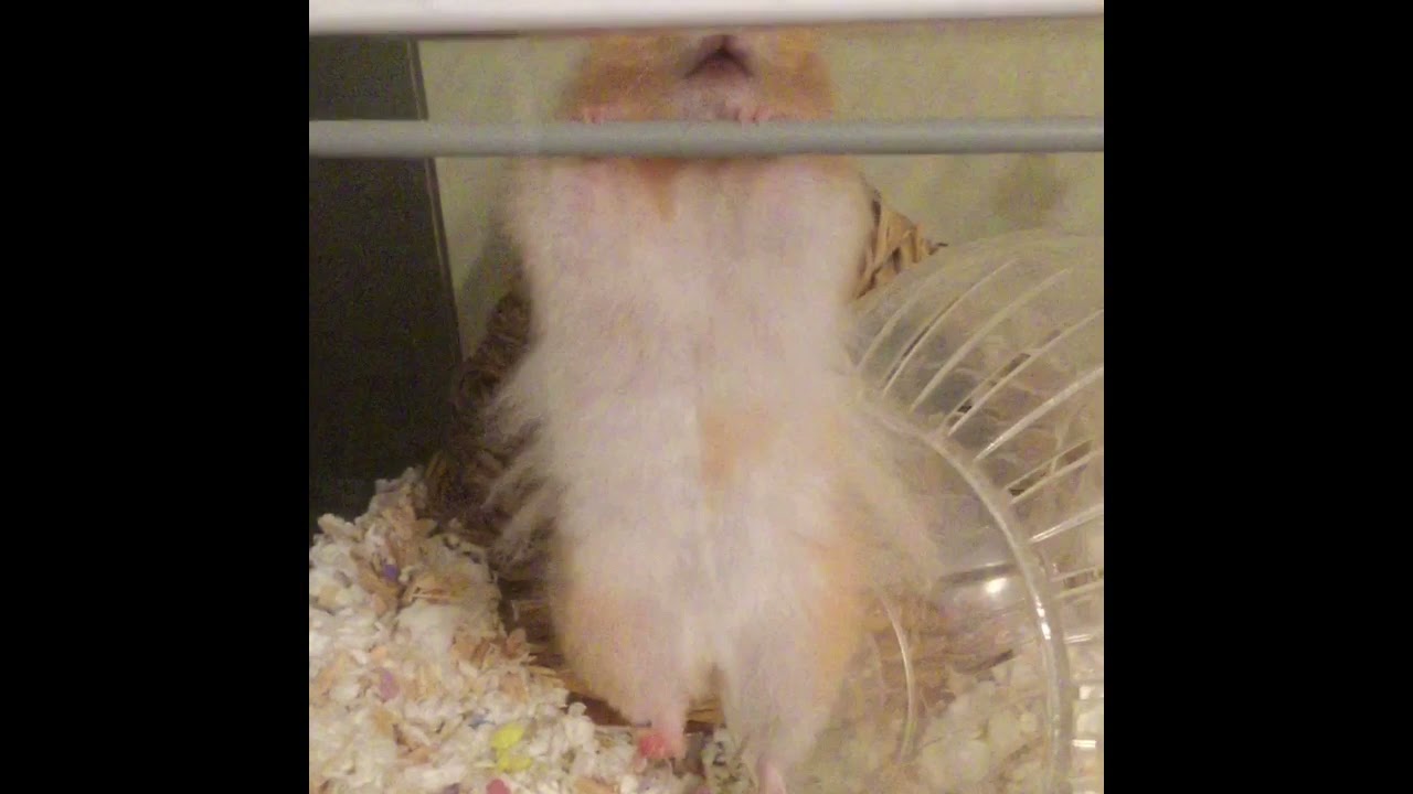 Hamster Doing Chin Ups - YouTube