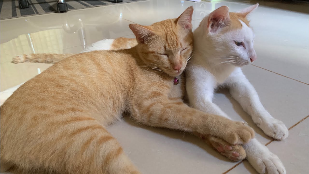 Lovely cats-kittens, so adorable. - YouTube